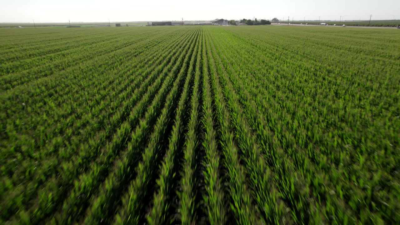 Aerial flying over lush green corn fields in california Premium Stock ...