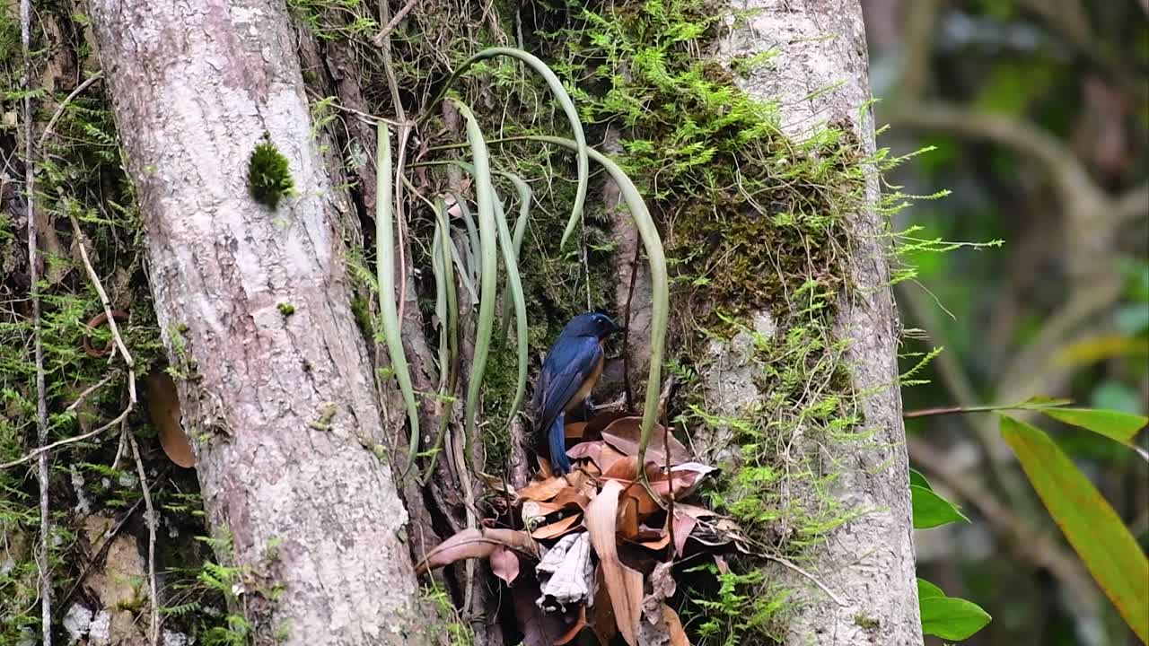 The hill blue flycatcher is found at high elevation habitat it has blue feathers and orange-like ...
