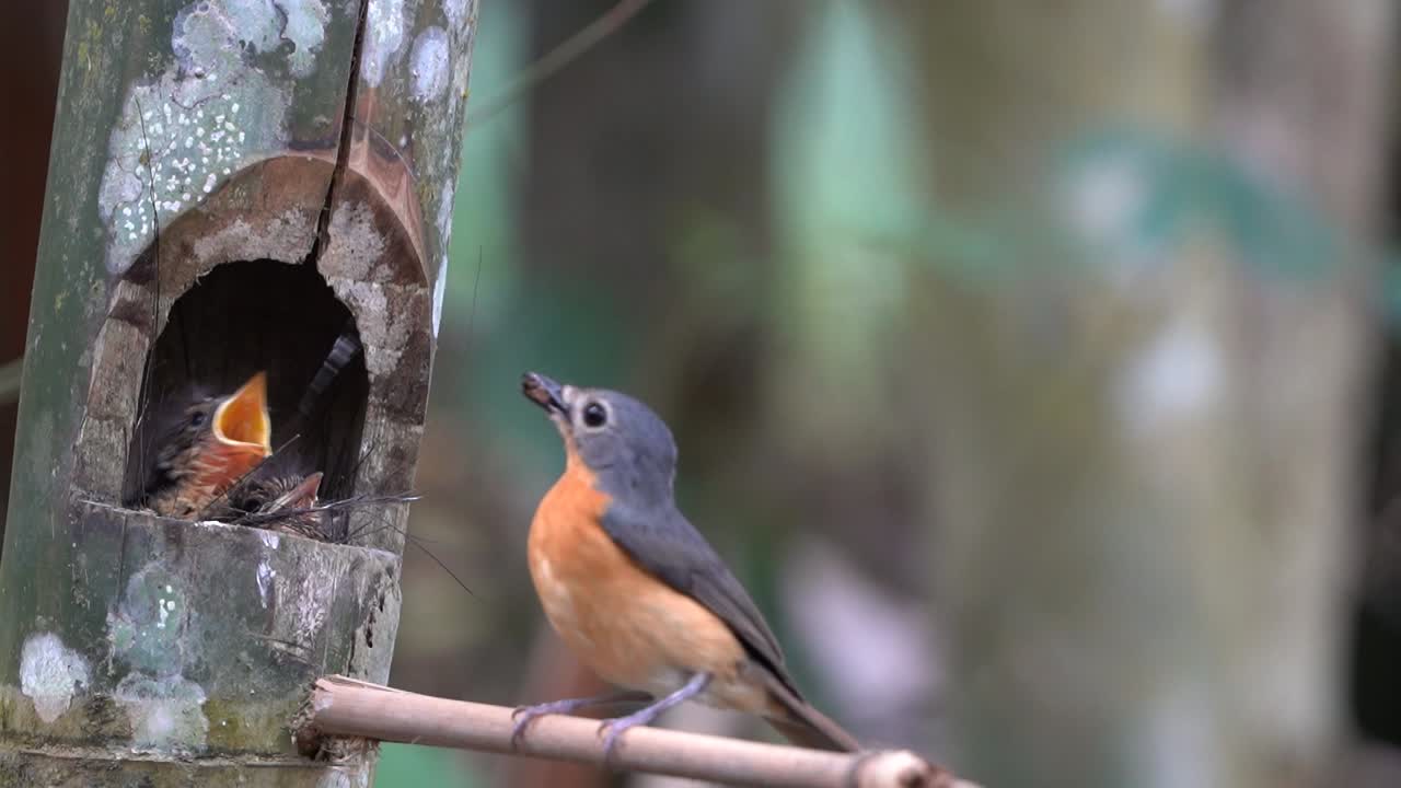 A mother worm flycatcher bird came to give food to her two children and ...