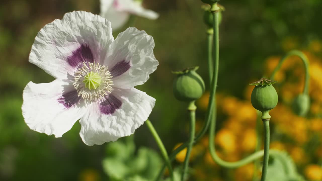 Close up white poppy blossom Premium Stock Video Footage