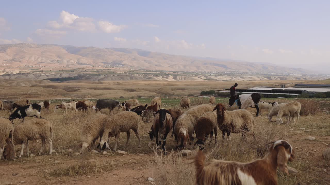Sheep and goats parable in Israel | Premium Stock Video Footage