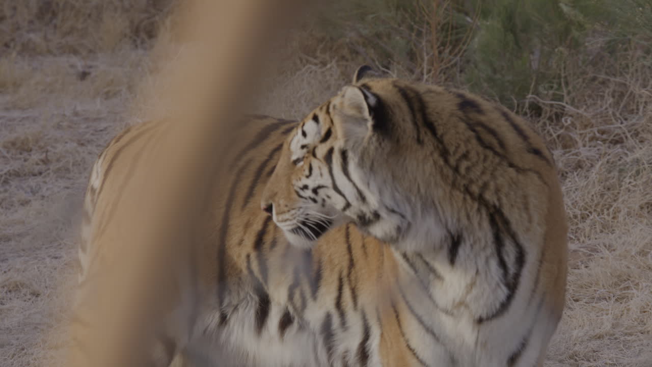 Premium stock video - Tiger turning head to look at camera