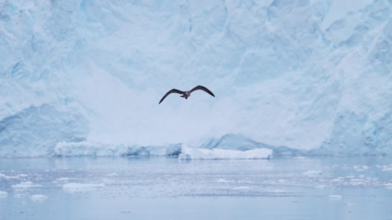 Premium stock video - Birds flying in antarctica winter scenery ...