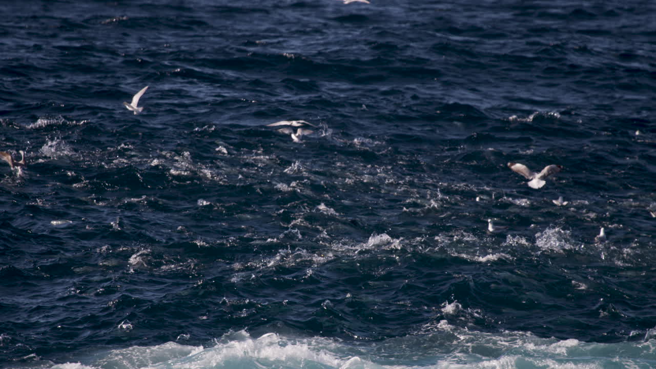 A Large School Of Pelagic Fish Attack Smaller Baitfish From Below The ...