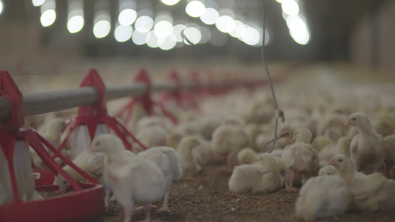 Vídeo Premium - Granja de pollos de campo libre en el interior ...