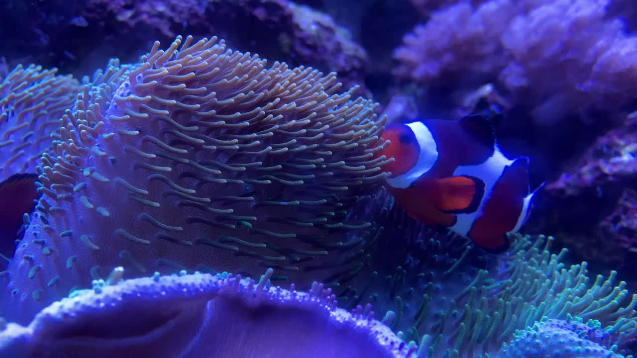 Premium stock video - Clown fish nemo on an anemone