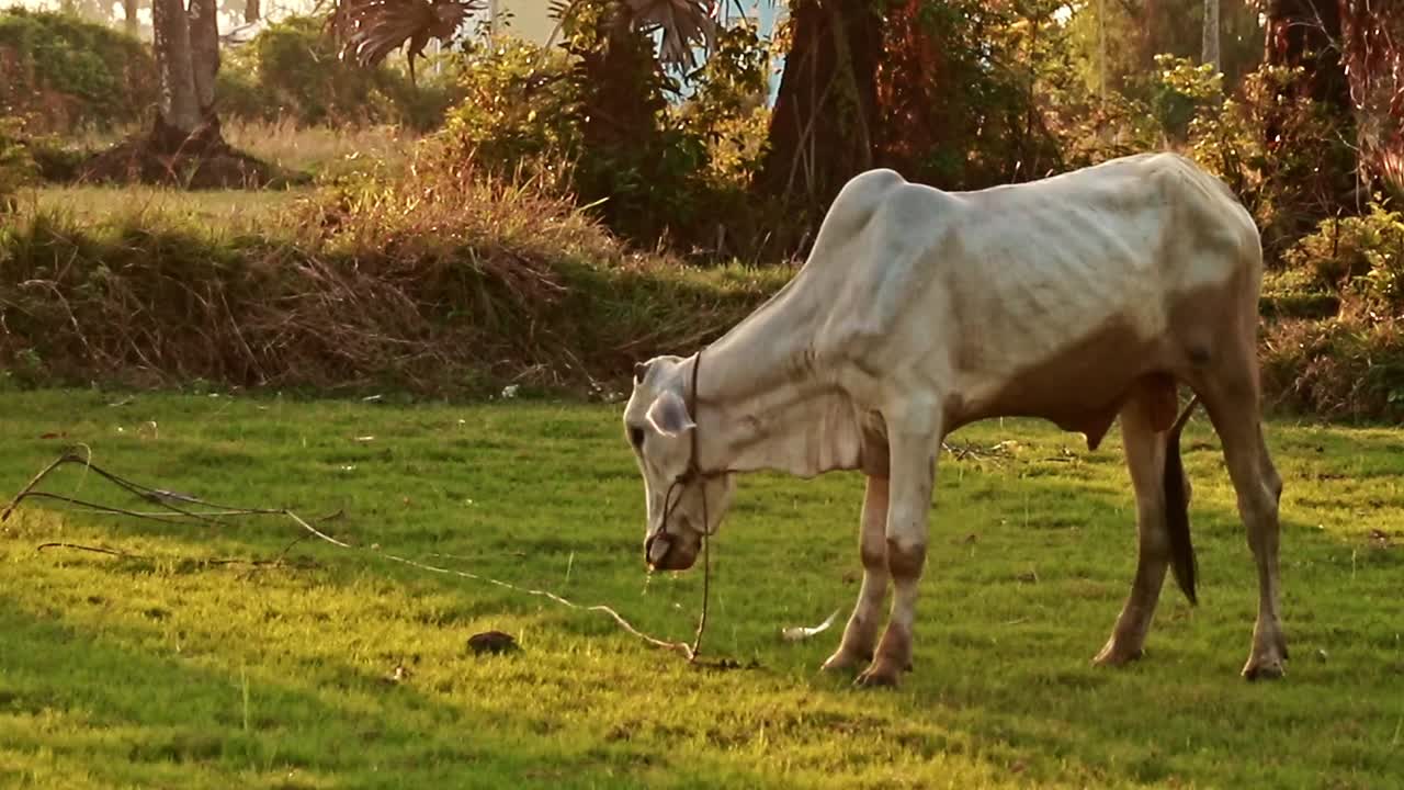 A Cow Grazing While Tethered To A Rope Showing The Candid And Peaceful ...