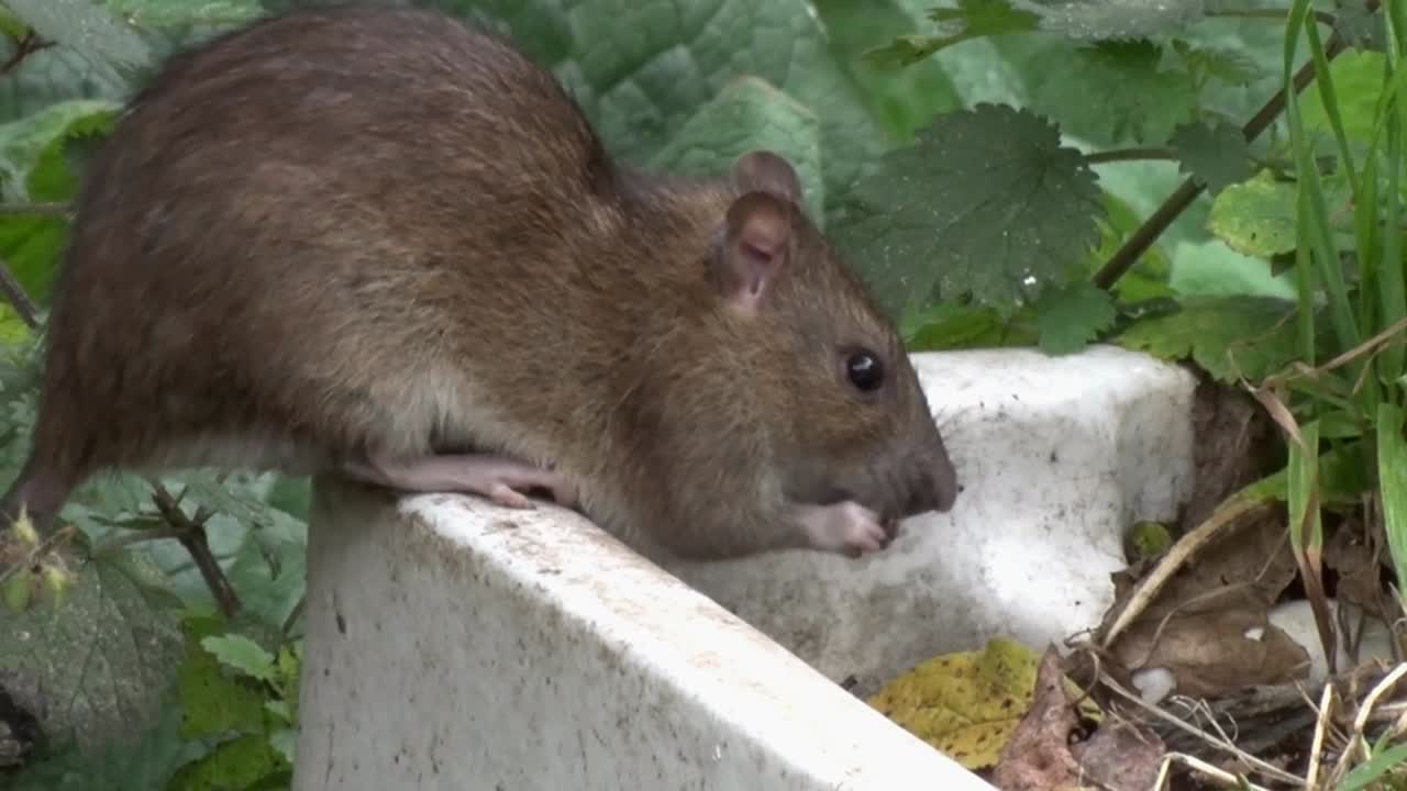 Premium stock video - An adult brown rat, rattus norvegicus, feeding on ...