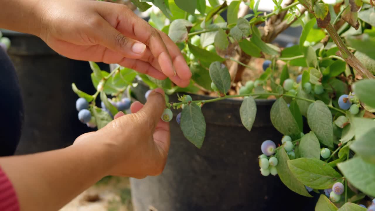 Premium stock video - Worker picking blueberries in blueberry farm 4k