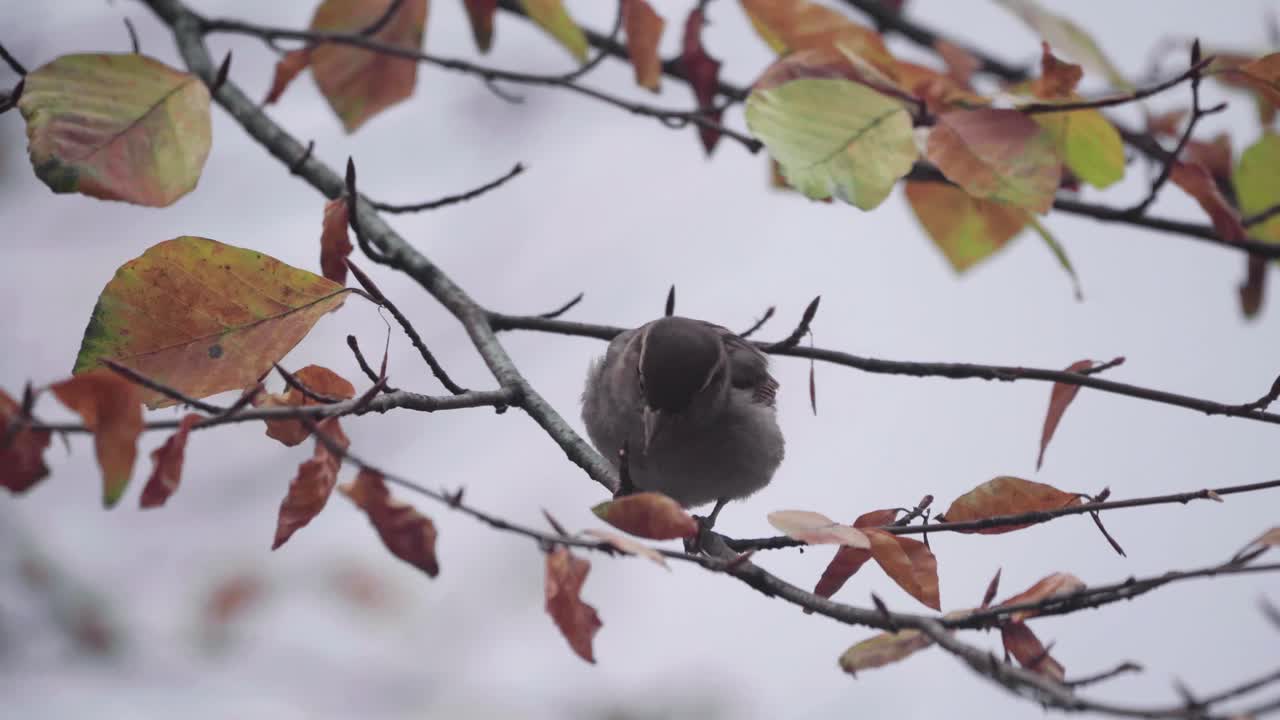 Premium stock video - House sparrow pecking at a tree branch and plucks ...