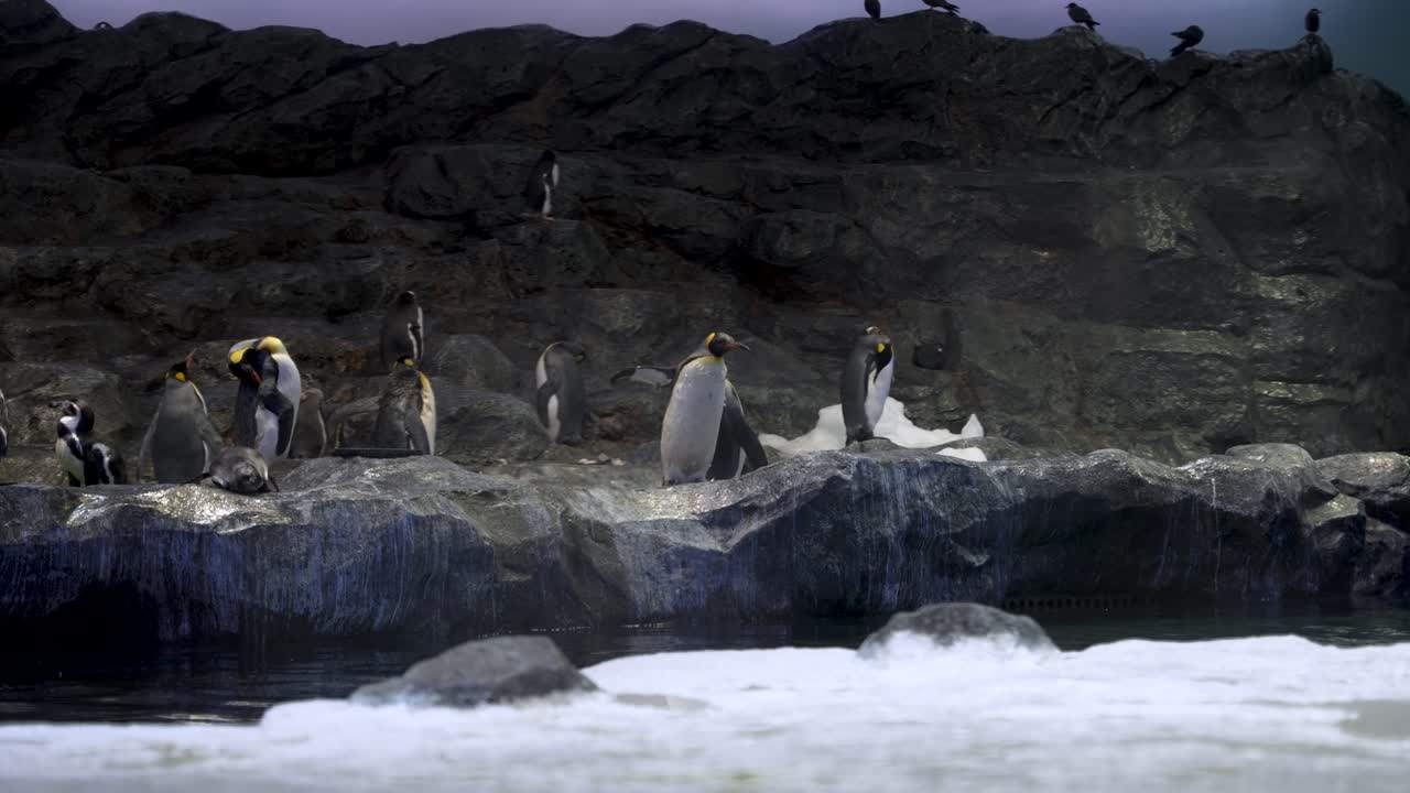 Group Of Gentoo Penguins Standing With One Flapping Wings At Penguin ...