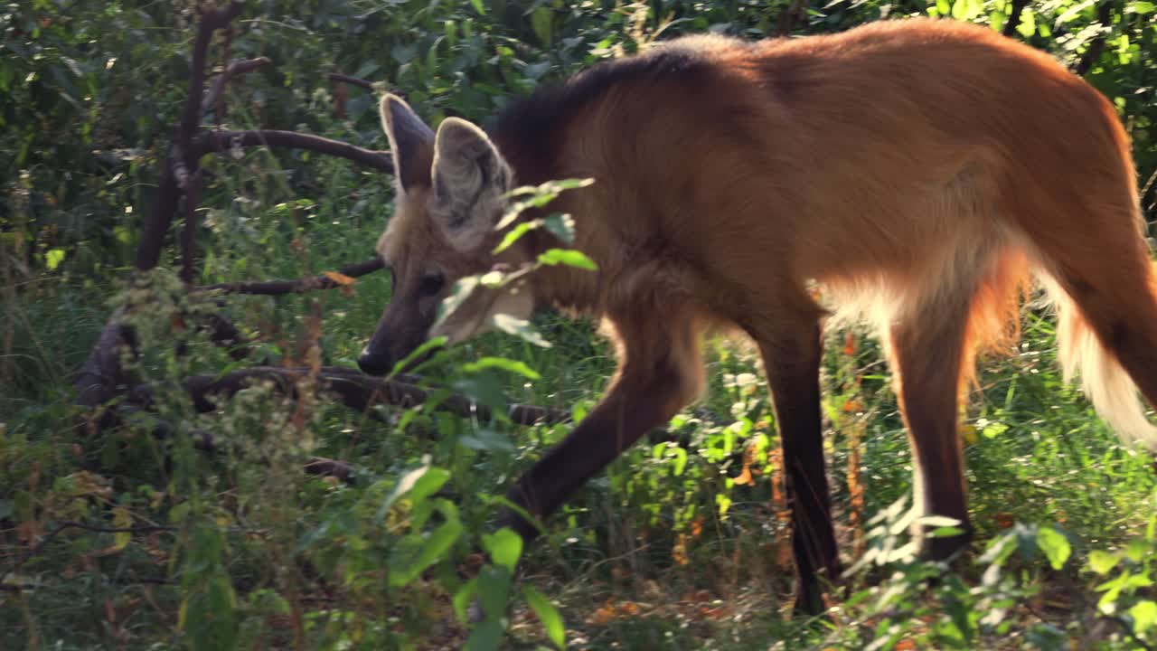 Maned Wolf In Forest. The Maned Wolf (Chrysocyon Brachyurus) Is A Large ...