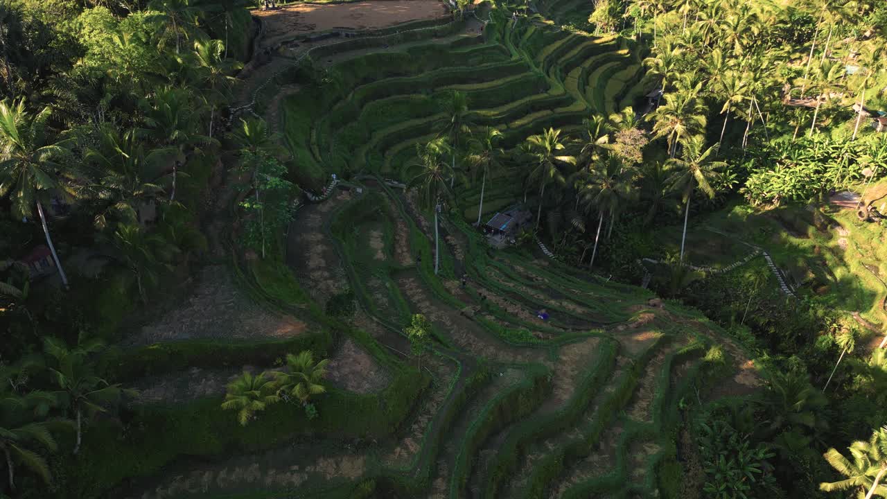 Bird Eye View Of The Green Rice Paddies Of Ubud, Bali - Indonesia Free ...