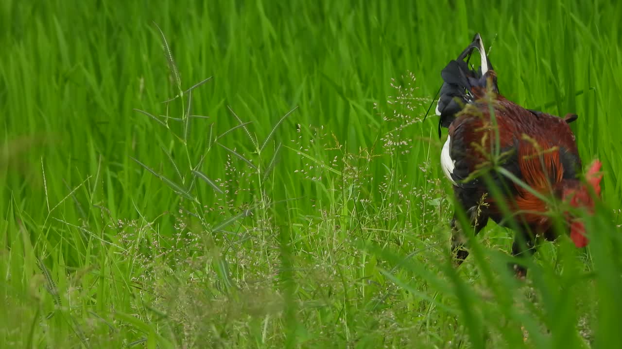 Hen eating rice - grass Premium Stock Video Footage