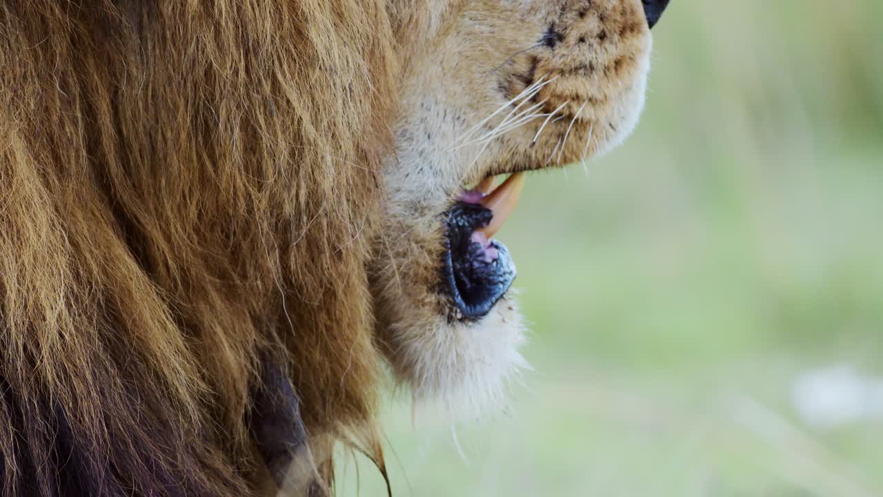 Male lion close up detail of mouth and teeth, African Safari Wildlife ...