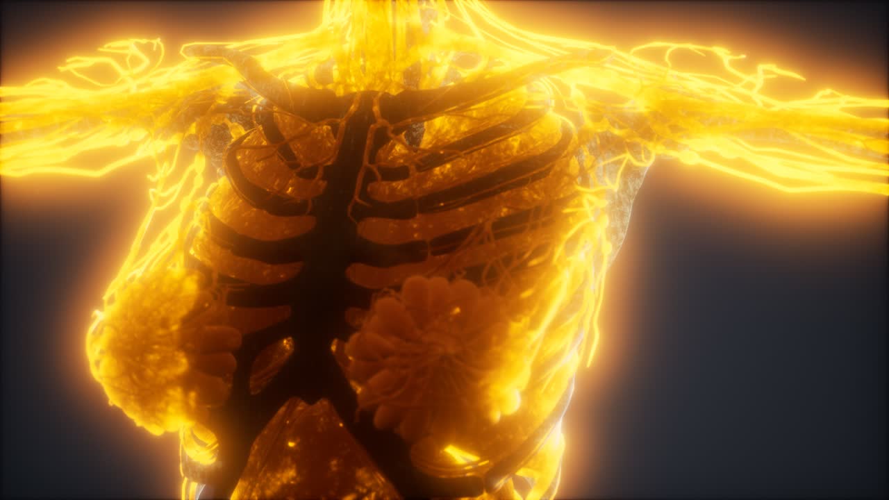 Colorful Human Body Animation Showing Bones And Organs Free Stock Video ...
