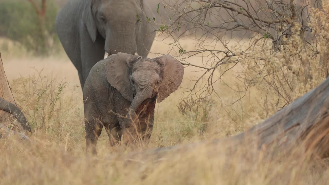 Slow motion clip of a cute baby elephant waving its trunk at the camera ...