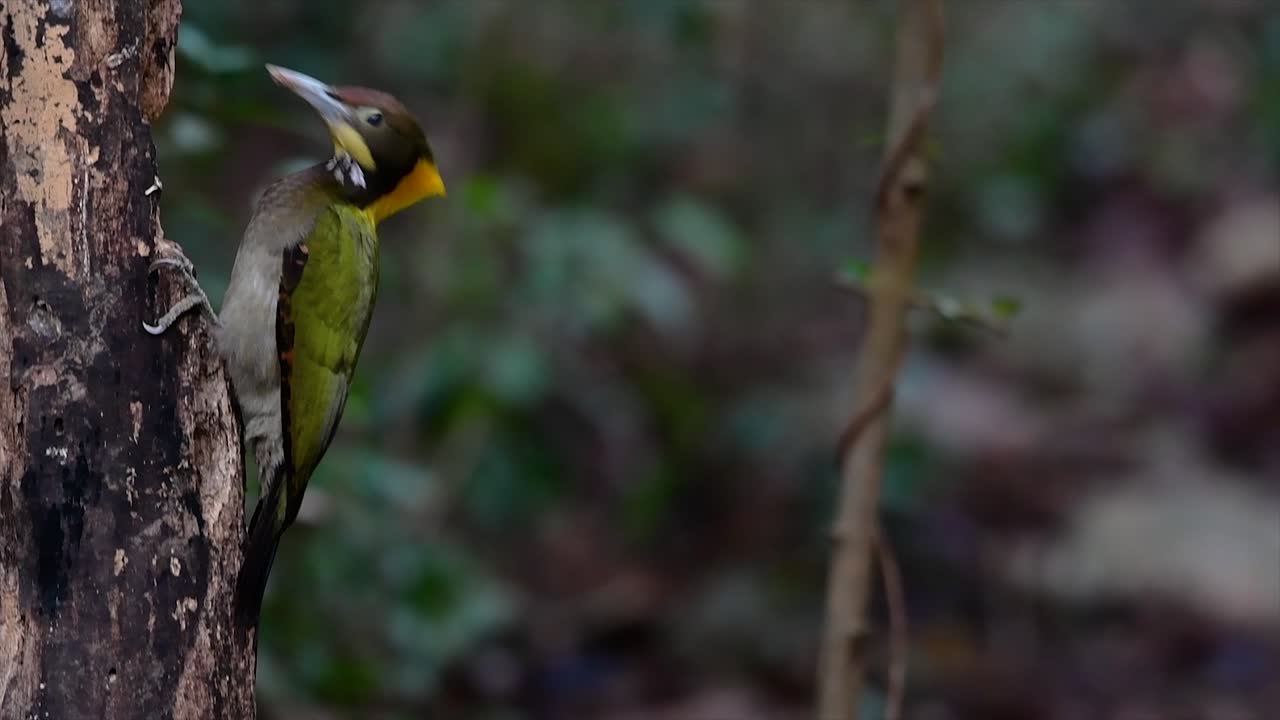 The greater yellownape is famous for its brilliant yellow nape that ...