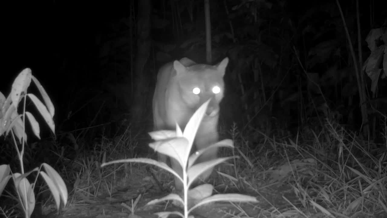 Premium stock video - Puma at night. nocturnal wildlife. amazon animals