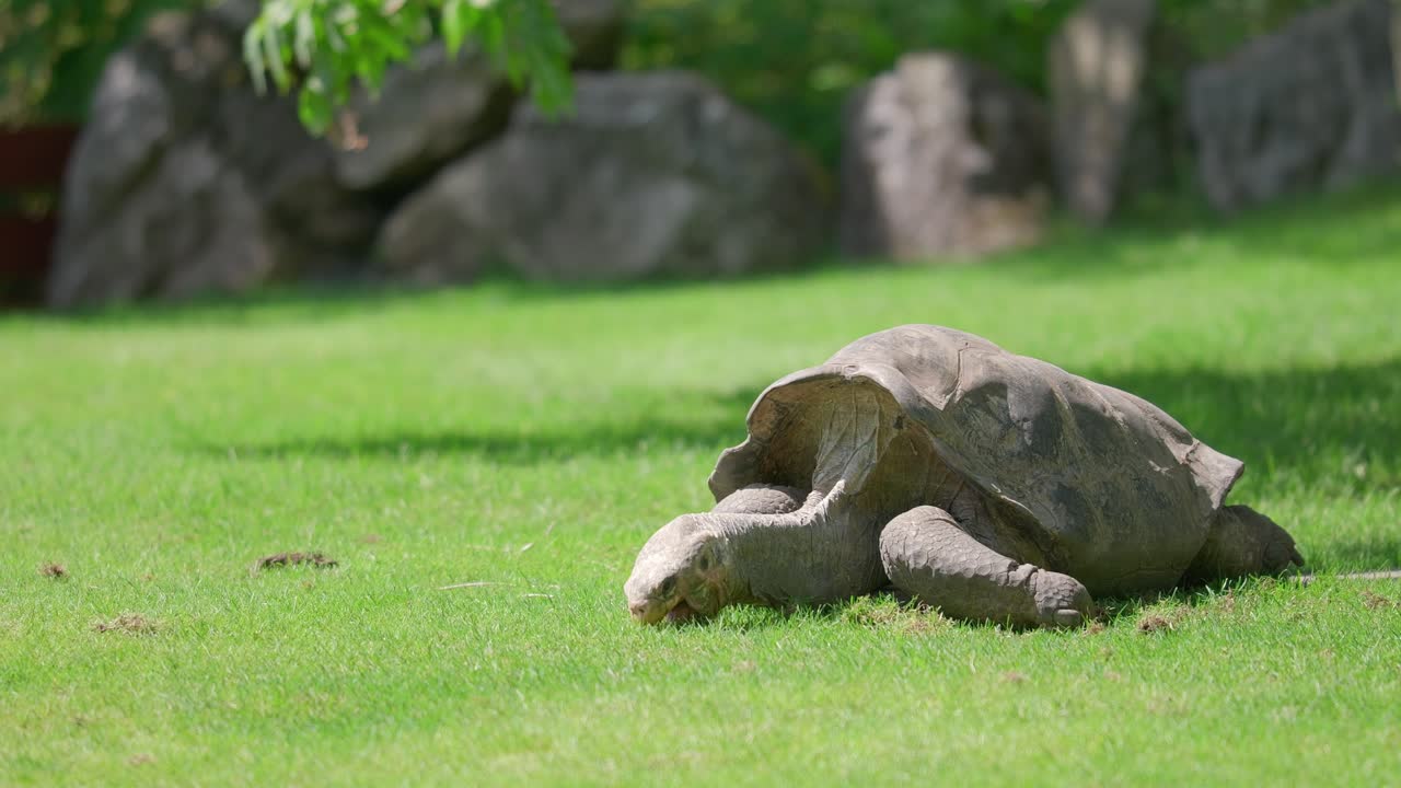 Premium stock video - Telephoto big land turtle, tortoise grazing green ...