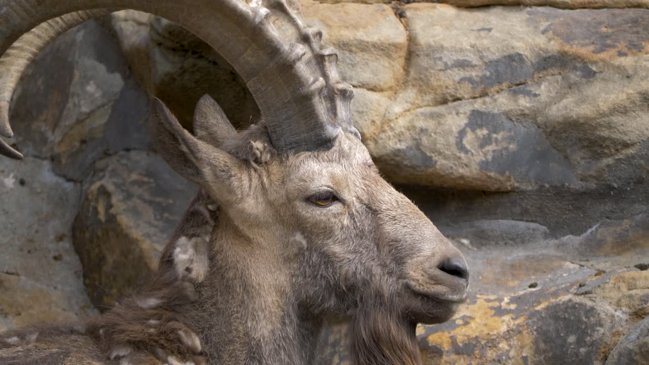 Close-up side view of a majestic siberian ibex with large antlers Premium Stock Video Footage