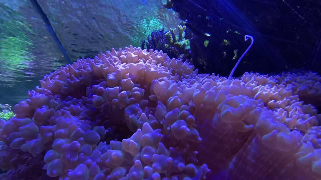 Anemone Underwater At MOA Sea Life Aquarium Free Stock Video Footage ...