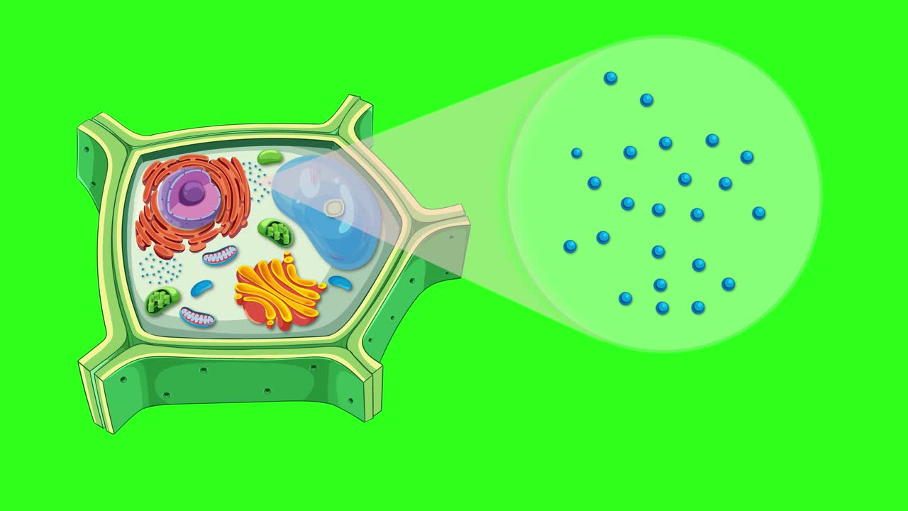Animation of a plant cell focusing on ribosomes with vibrant colors and ...