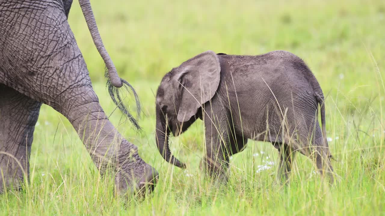 Slow Motion Shot Of Cute Small Baby Elephant Wandering Walking Through ...