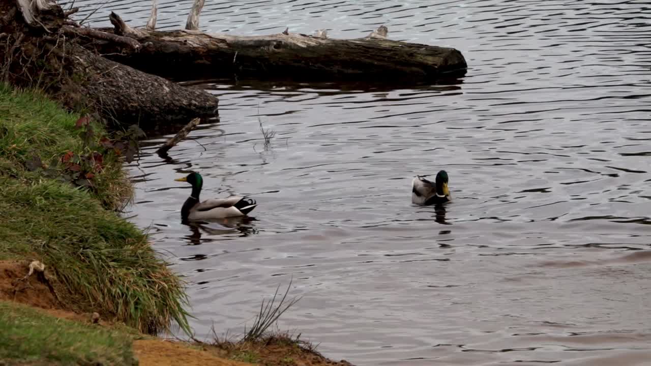 Ducks Jumping From The Bank, About A Foot Drop, Into The Water And Swim ...