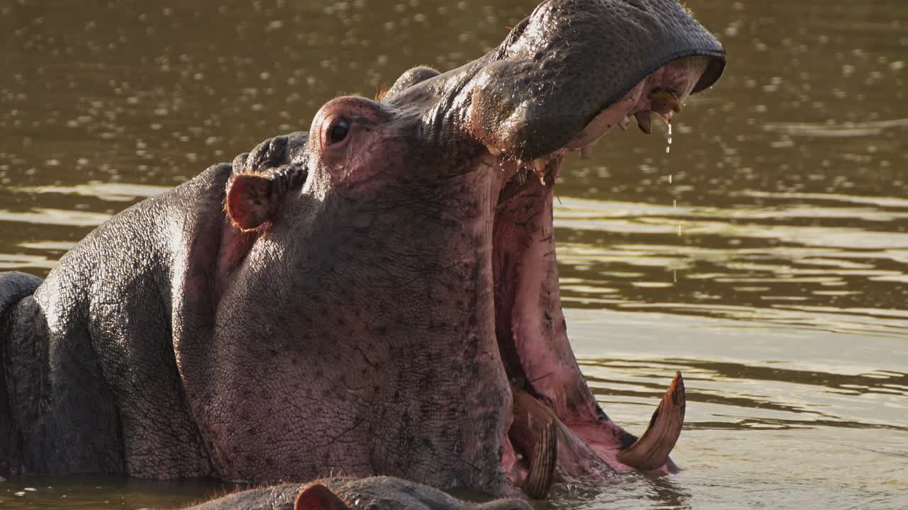 Premium stock video - Hippo yawning opening mouth wide open showing ...