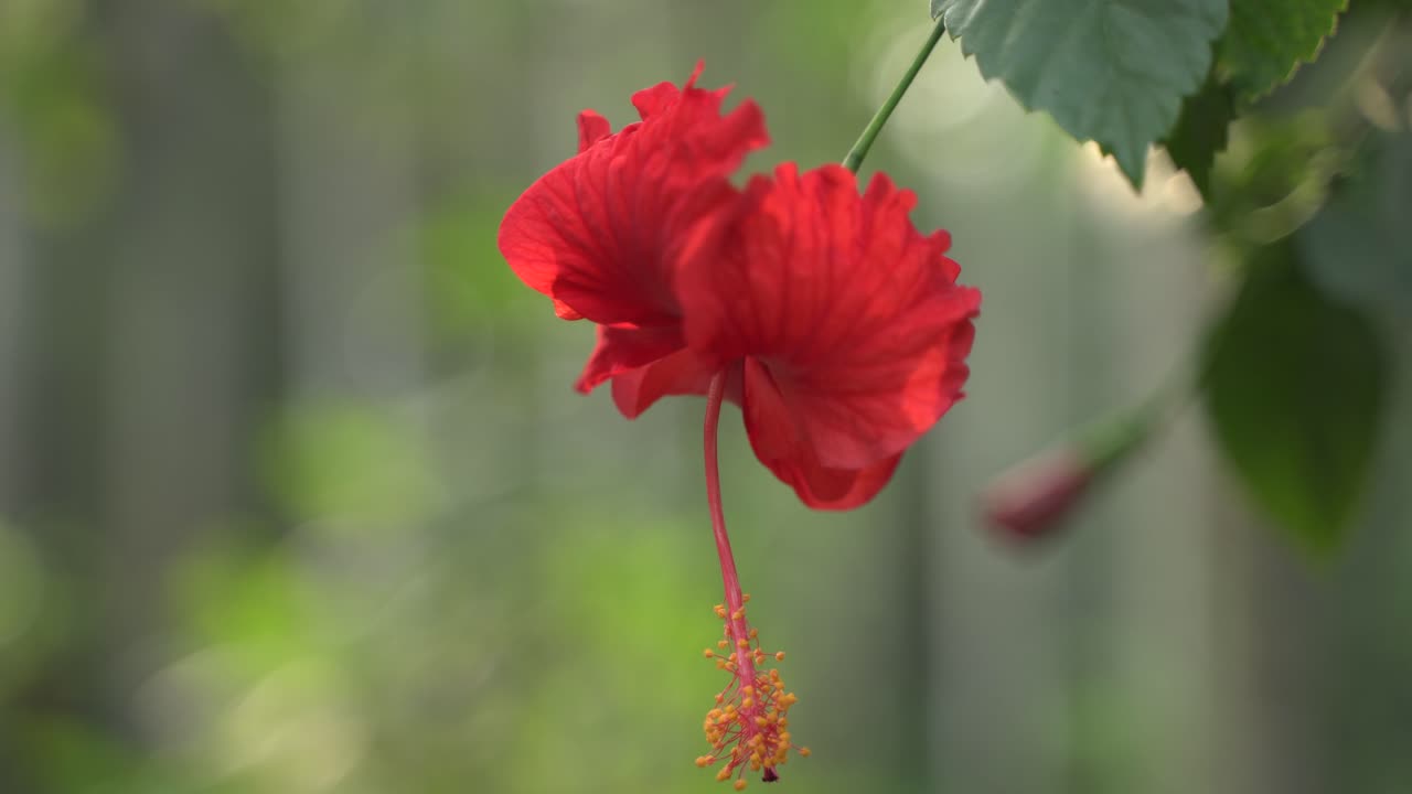 Red jaba or china rose flowers bloomed on the tree Premium Stock Video ...