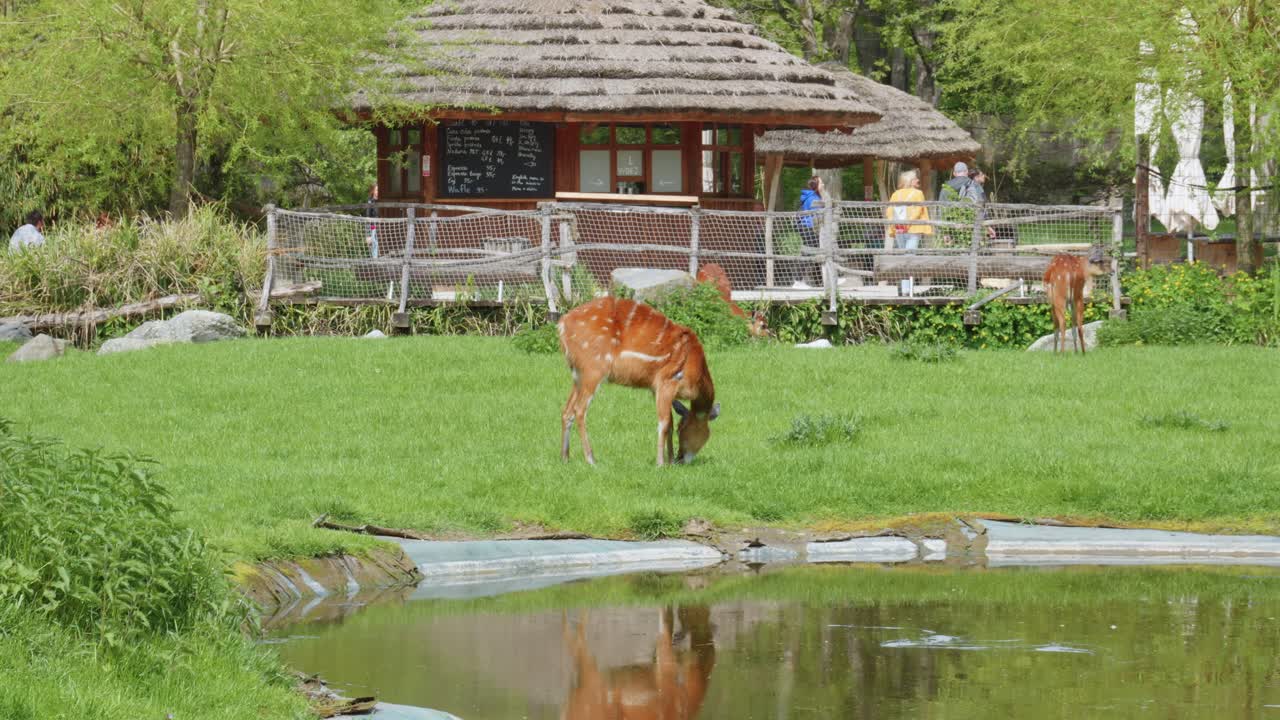 Premium stock video - Prague zoo, with a grazing doe in the foreground ...