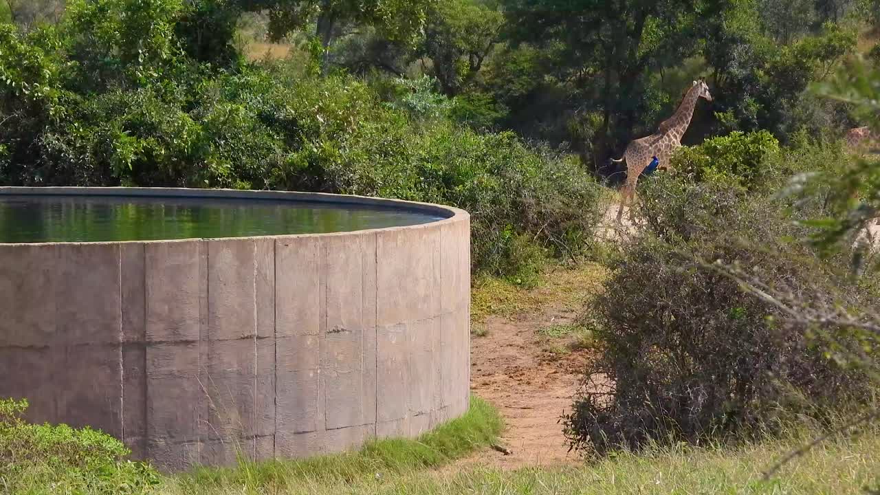 Premium stock video - Static view of water reservoir on african savannah