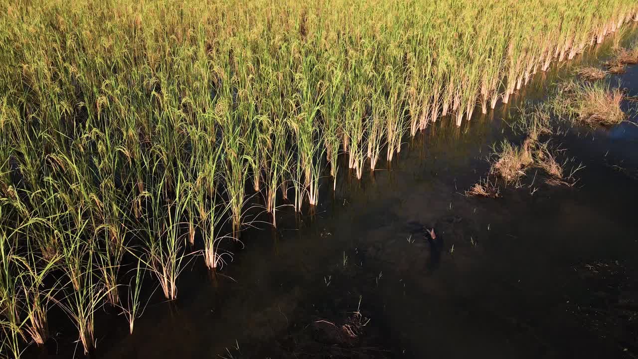 Maturing Rice Paddy Field Free Stock Video Footage Download Clips ...