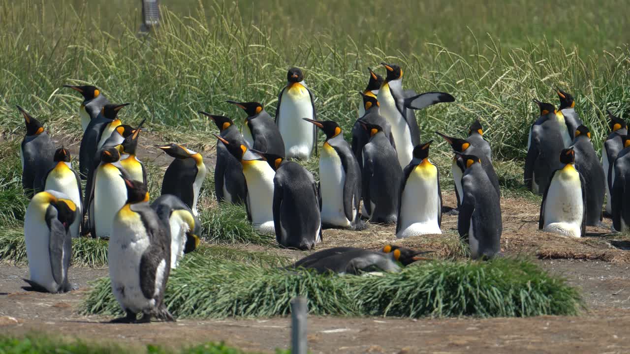 Premium stock video - King penguin colony in nesting environment of ...
