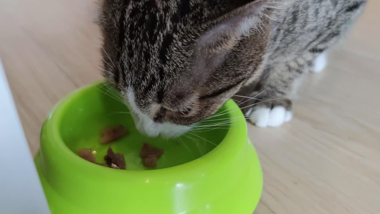 Close up footage of cute tabby cat eating pet food from the bowl ...