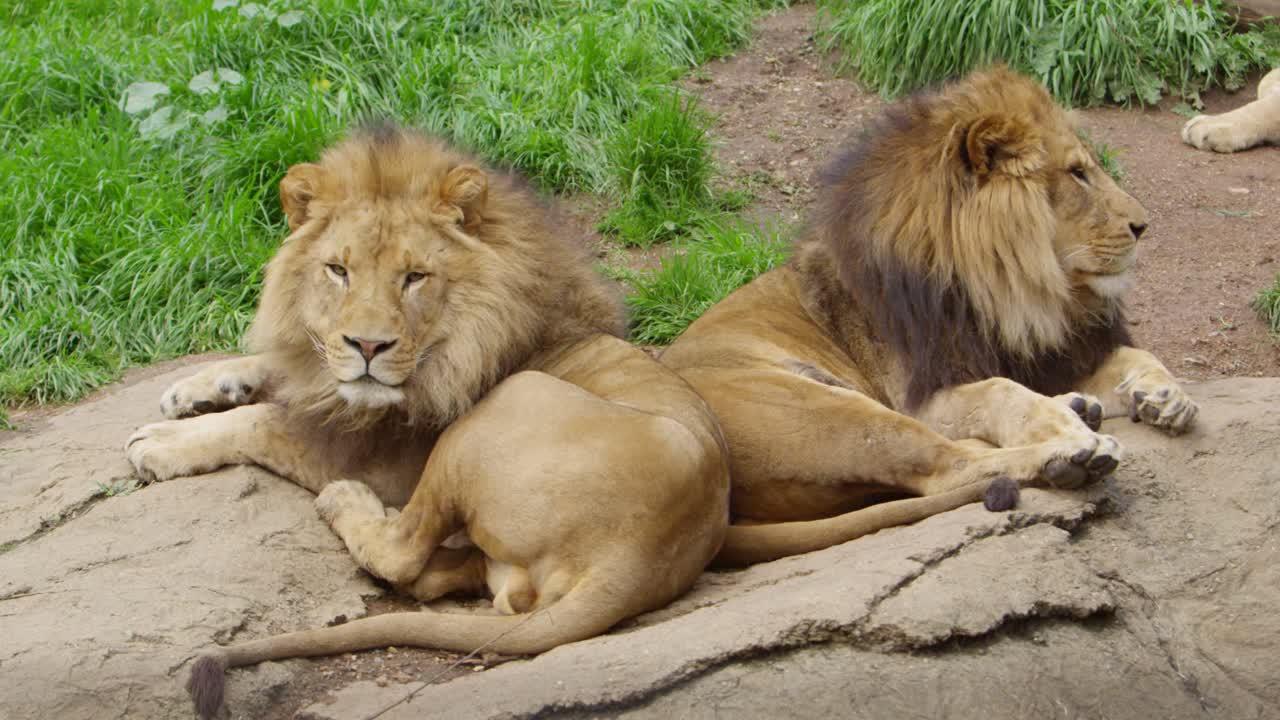 Premium stock video - Sleeping male lions wake up slow motion