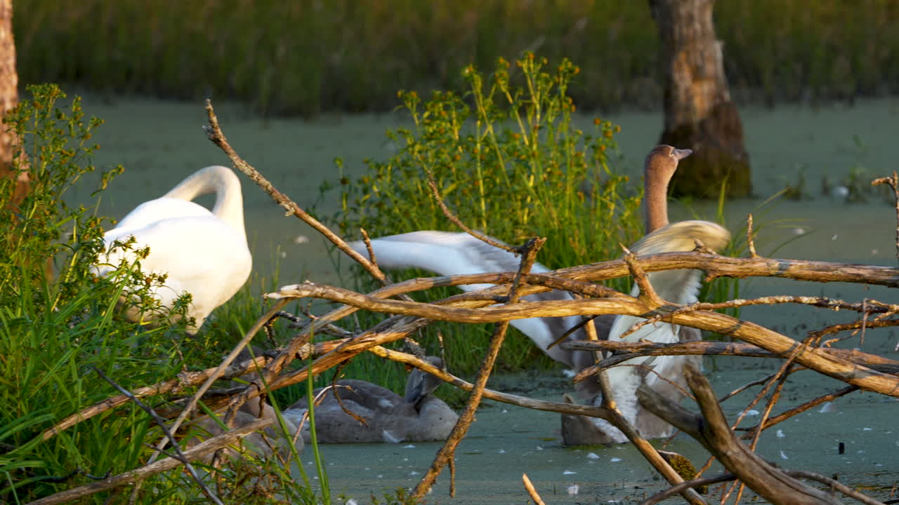 Premium stock video - Swans and cygnets among reeds and branches in a ...