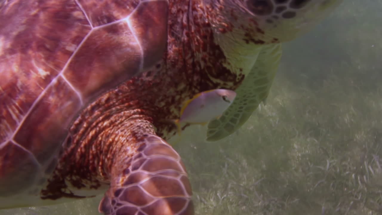 Premium stock video - Loggerhead turtle underwater