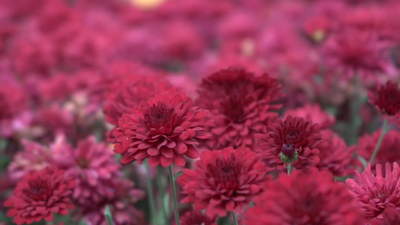 Premium stock video - Close up of beautiful red flower during autumn