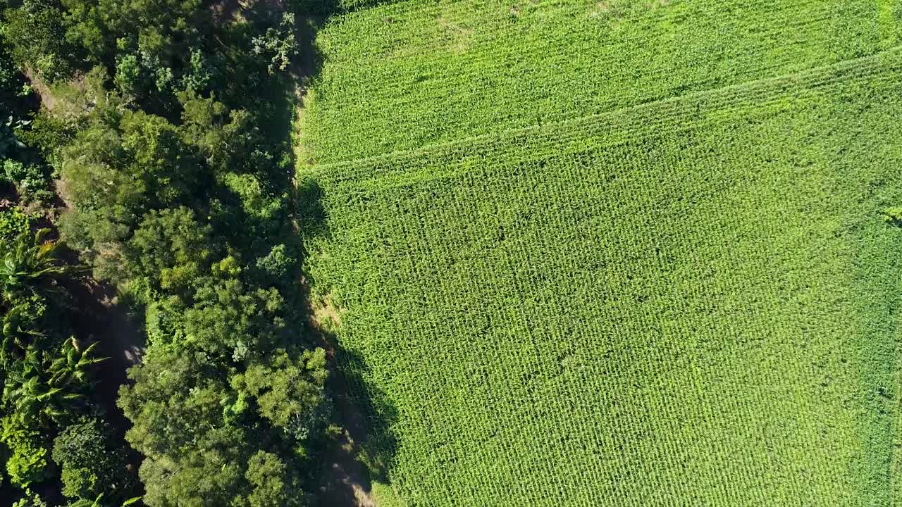Premium stock video - Field of crops alongside a jungle tree line