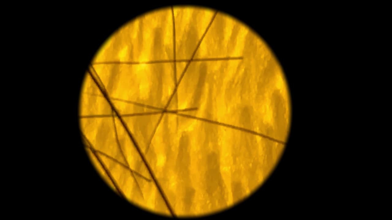 Yellow Gel With Micro Plant Long Spikes Under A Microscope Free Stock ...