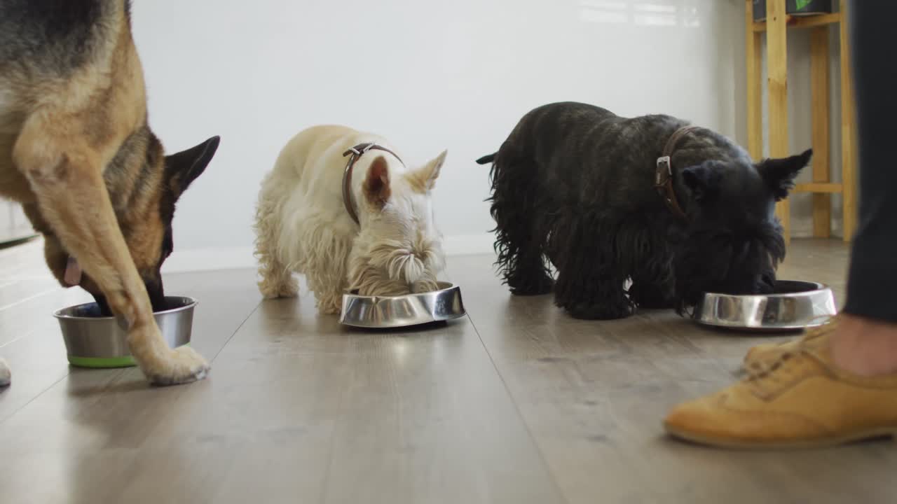 Premium stock video - Different breeds of dogs eating food in the ...