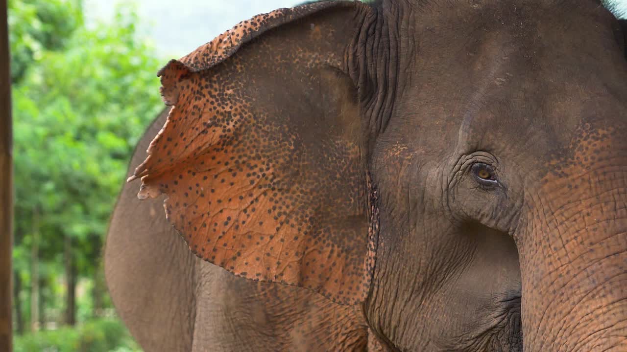 Asian Elephant Flapping Ears At Wildlife Sanctuary Free Stock Video ...