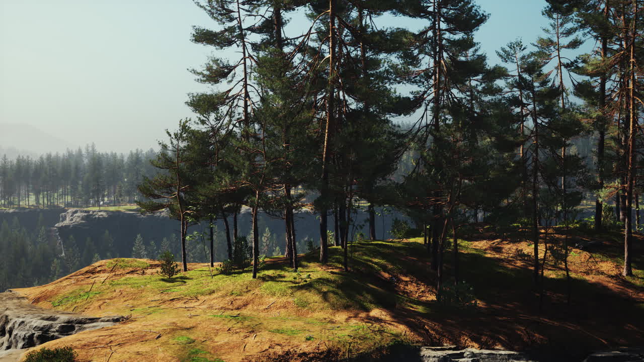 Free stock video - Beautiful remote evergreen forest in mountain