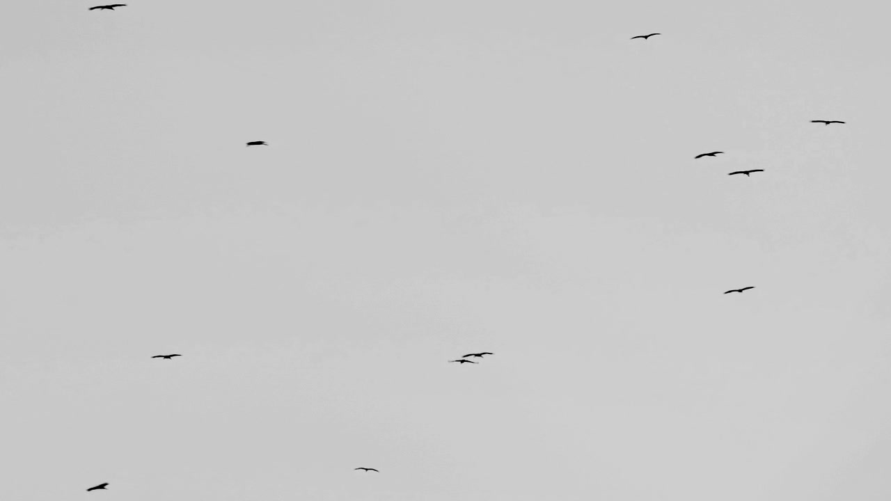 Migratory birds flying on grey sky background | Premium Stock Video Footage