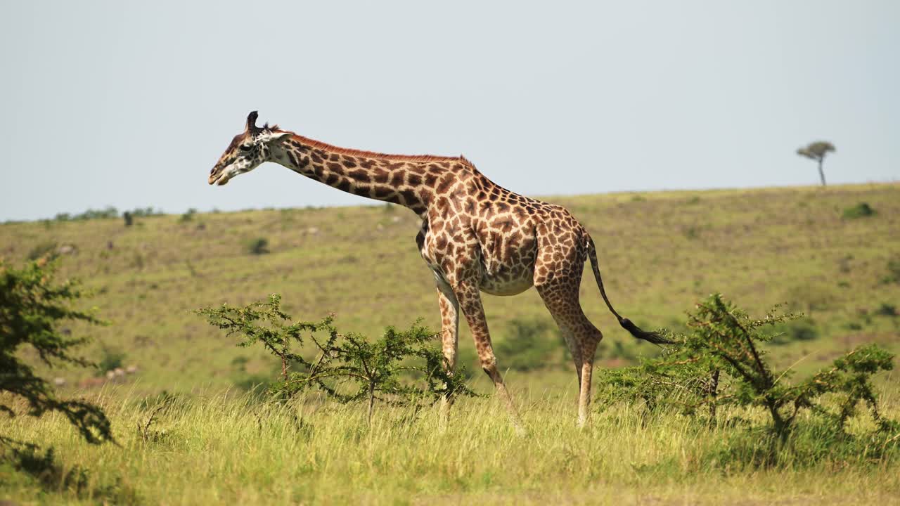 Slow Motion Shot Of Giraffes Grazing And Walking Between Low Bushes ...
