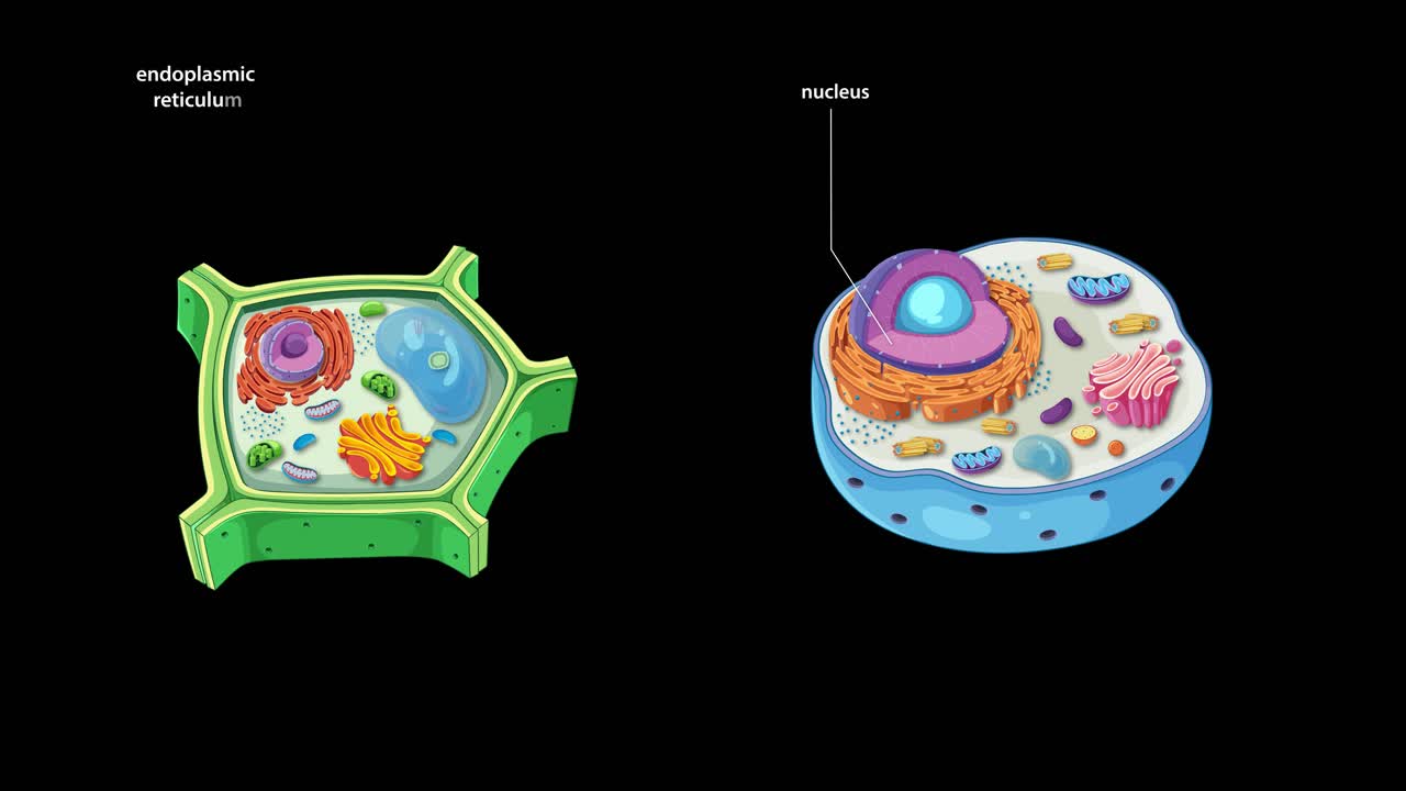 Animation illustrating structural differences between animal and plant ...