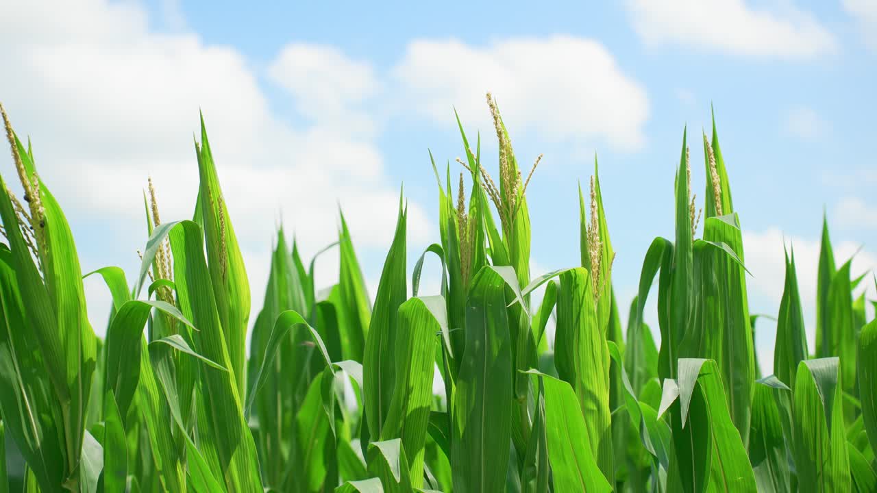 Corn Field blowing in the wind with Blue sky and clouds | Premium Stock ...