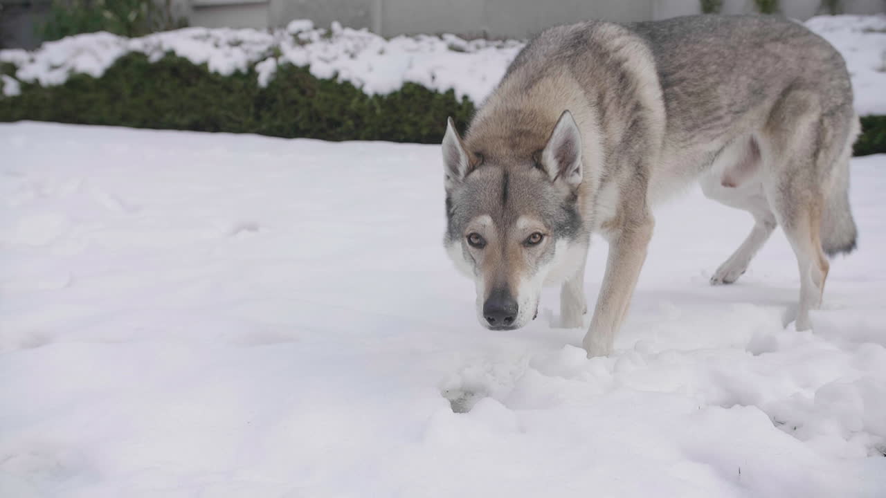 Beautiful grey wolf in snowy field with building in background, slow ...